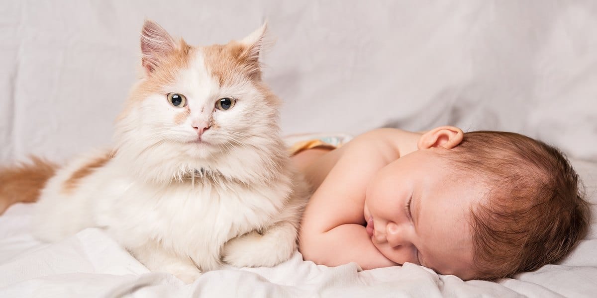 Die 10 Besten Tipps, Die Katzen Und Babys Dabei Helfen, Miteinander ...