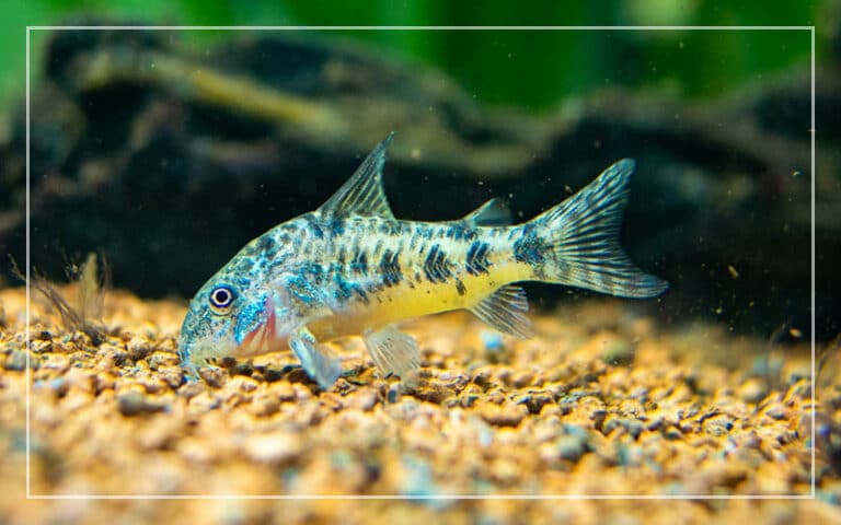 Aquarium Wels Arten