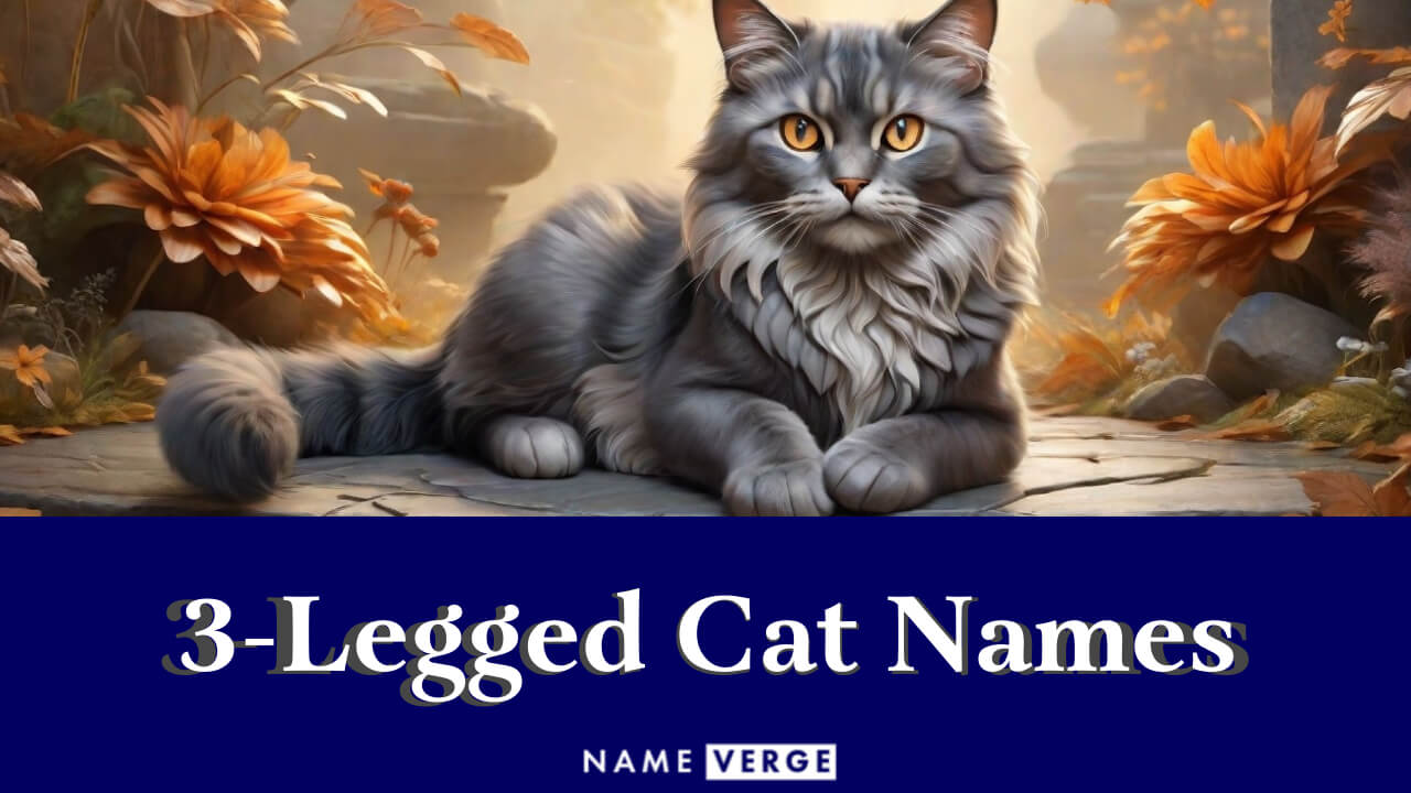 Three Legged Cat Names