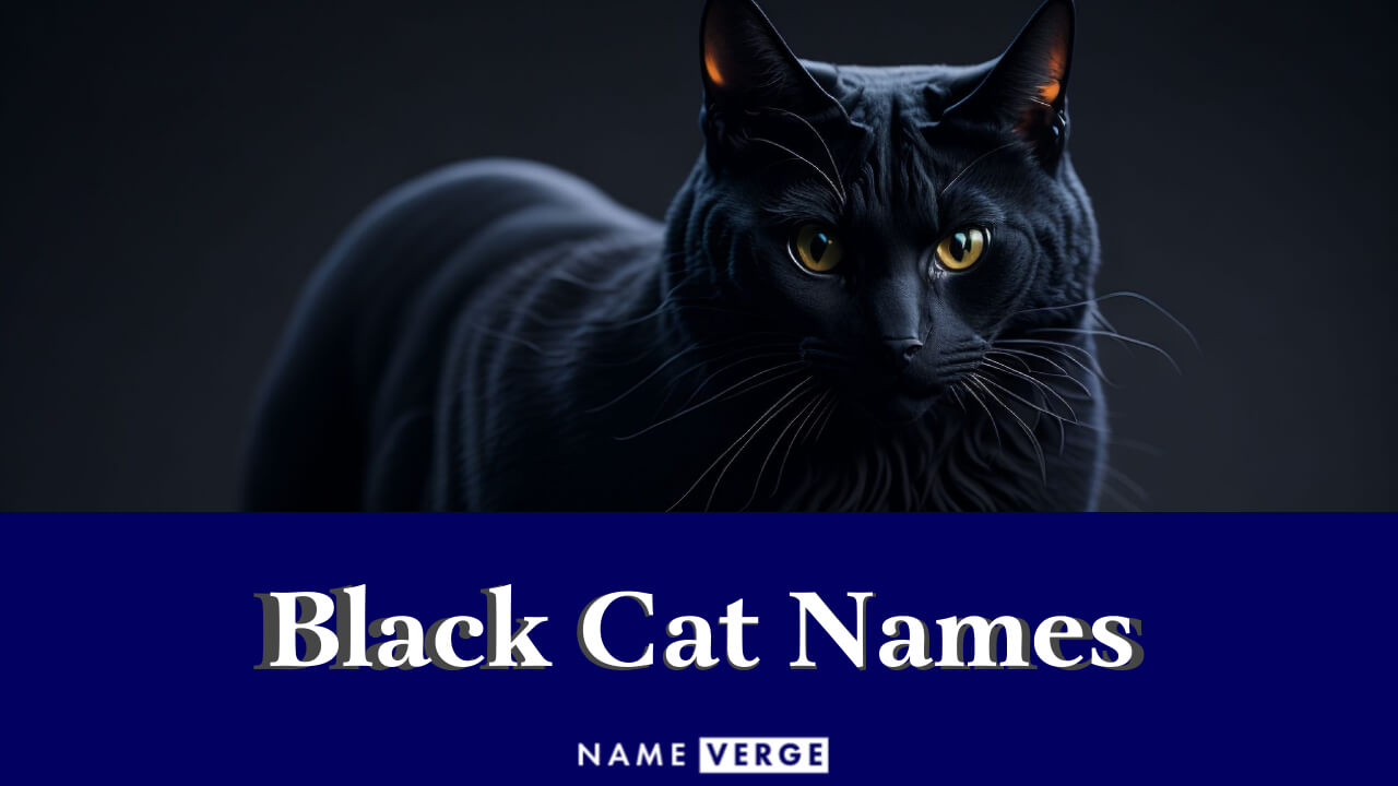 Namen Für Schwarze Katzen