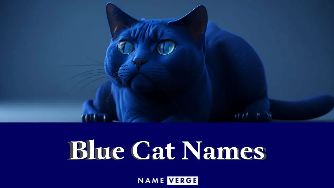 Weimaraner | Pet Yolo – Pet YOLO