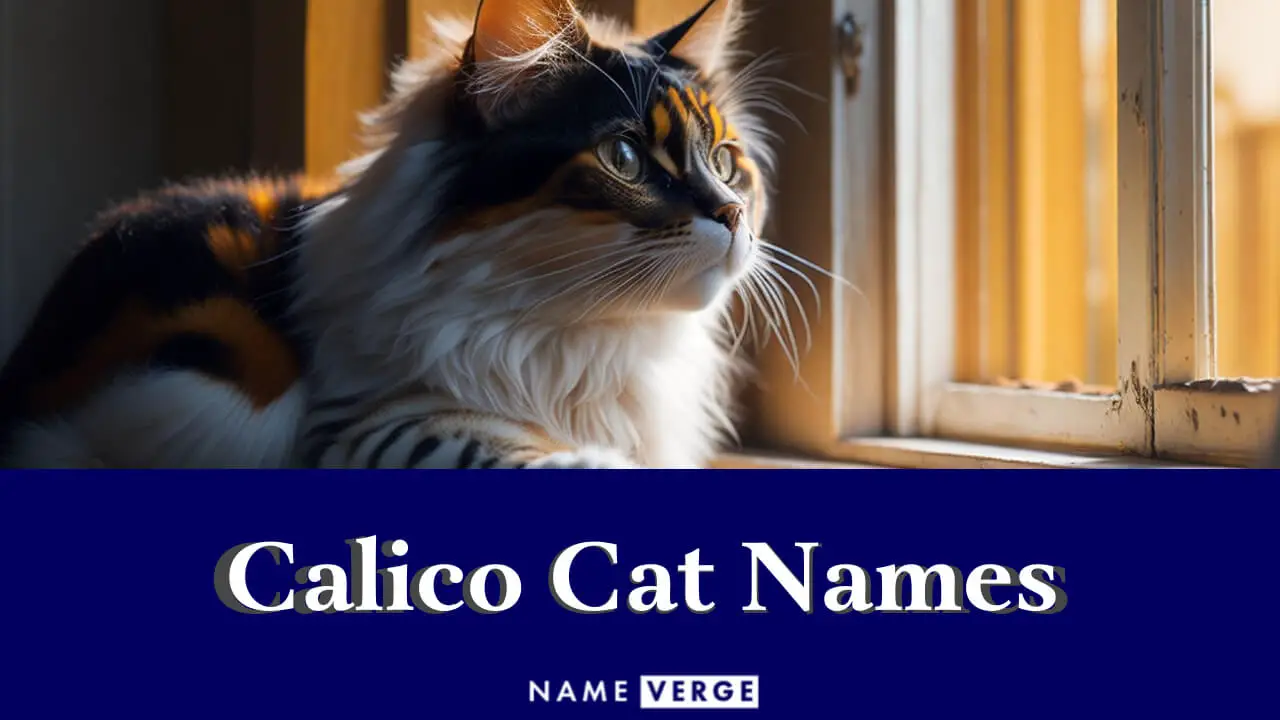 Calico-Katzennamen: 299+ Coole Namen Für Calico-Katzen Pet YOLO