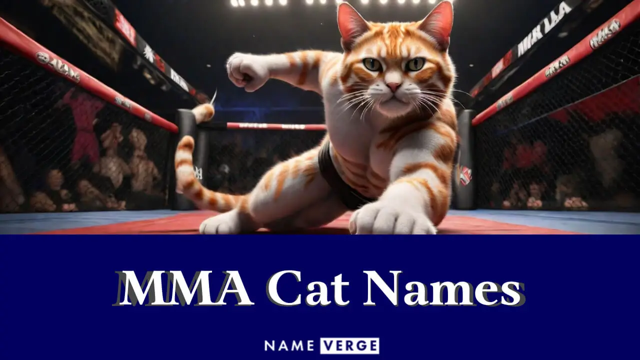 MMA-Katzennamen: 331+ Beste MMA-inspirierte Namen, Die Sie Lieben Pet YOLO