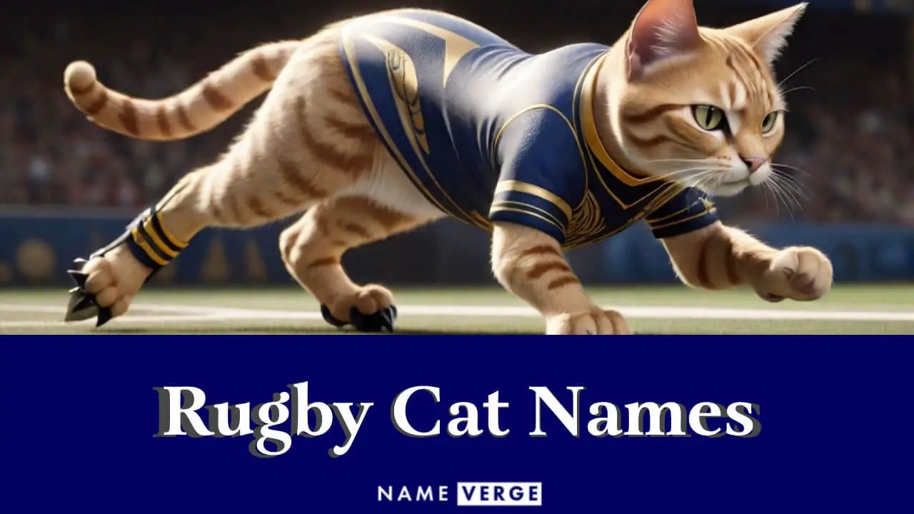 Rugby-Katzennamen: Über 232 Namensideen Im Robusten Rugby-Stil Pet YOLO