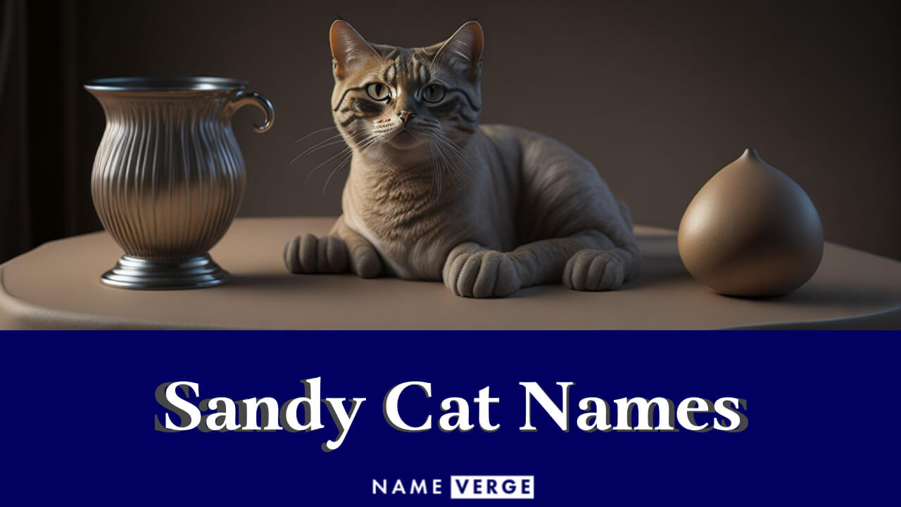 Sandy-Katzennamen: 222+ Einzigartige Und Inspirierende Namen Pet YOLO