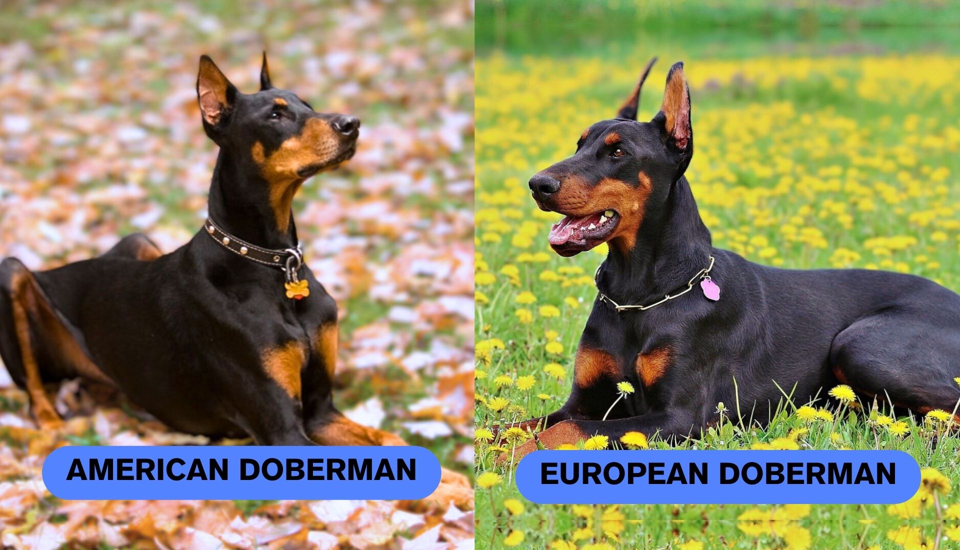 Amerikanischer Dobermann Vs. Europäischer Dobermann: Die Wichtigsten ...