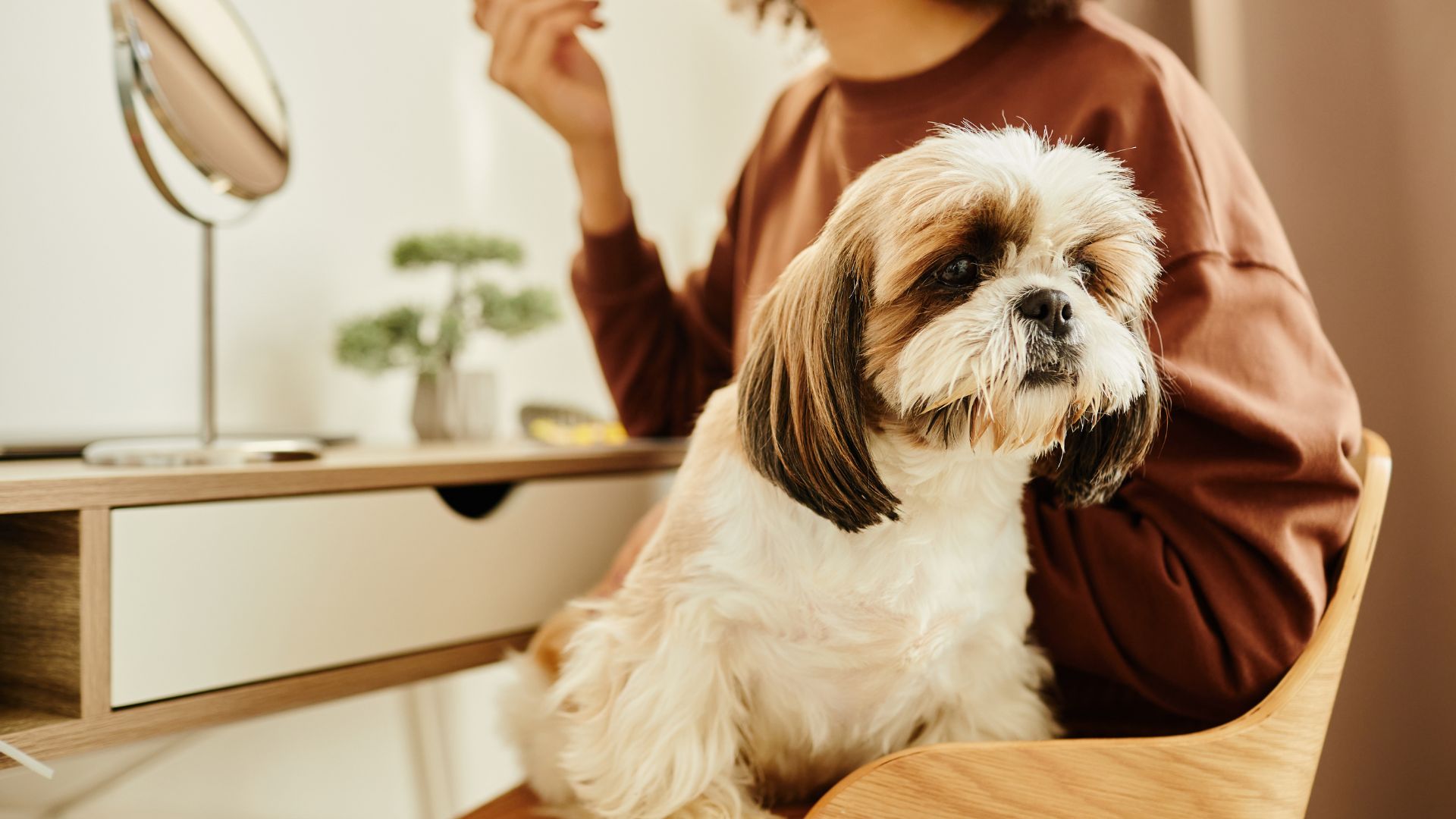 Peterbald | Katzenrassen | Zooplus-Magazin Pet YOLO