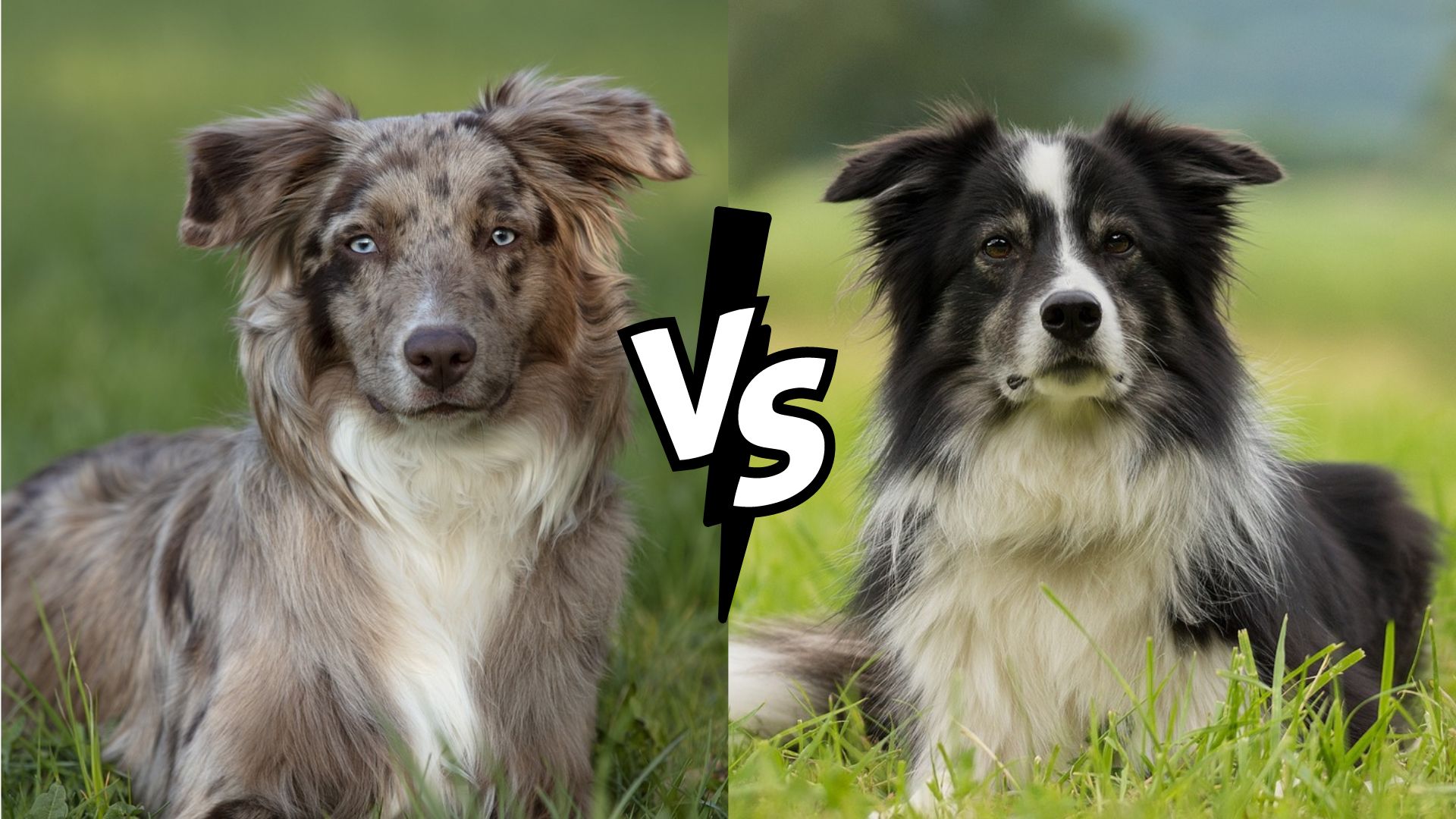 Australian Shepherd Vs. Border Collie: Ein Detaillierter Vergleich Pet YOLO