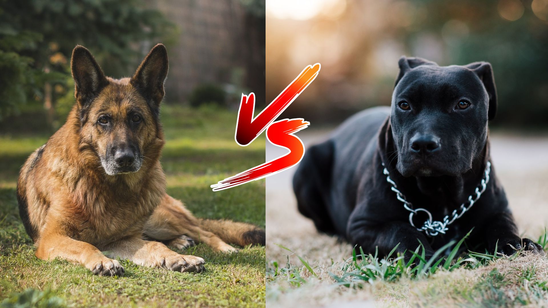 Deutscher Schäferhund Vs. Pitbull: Die Wichtigsten Unterschiede ...