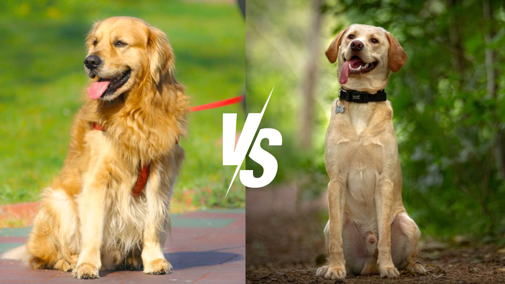 Golden Retriever Vs. Labrador Retriever Pet YOLO