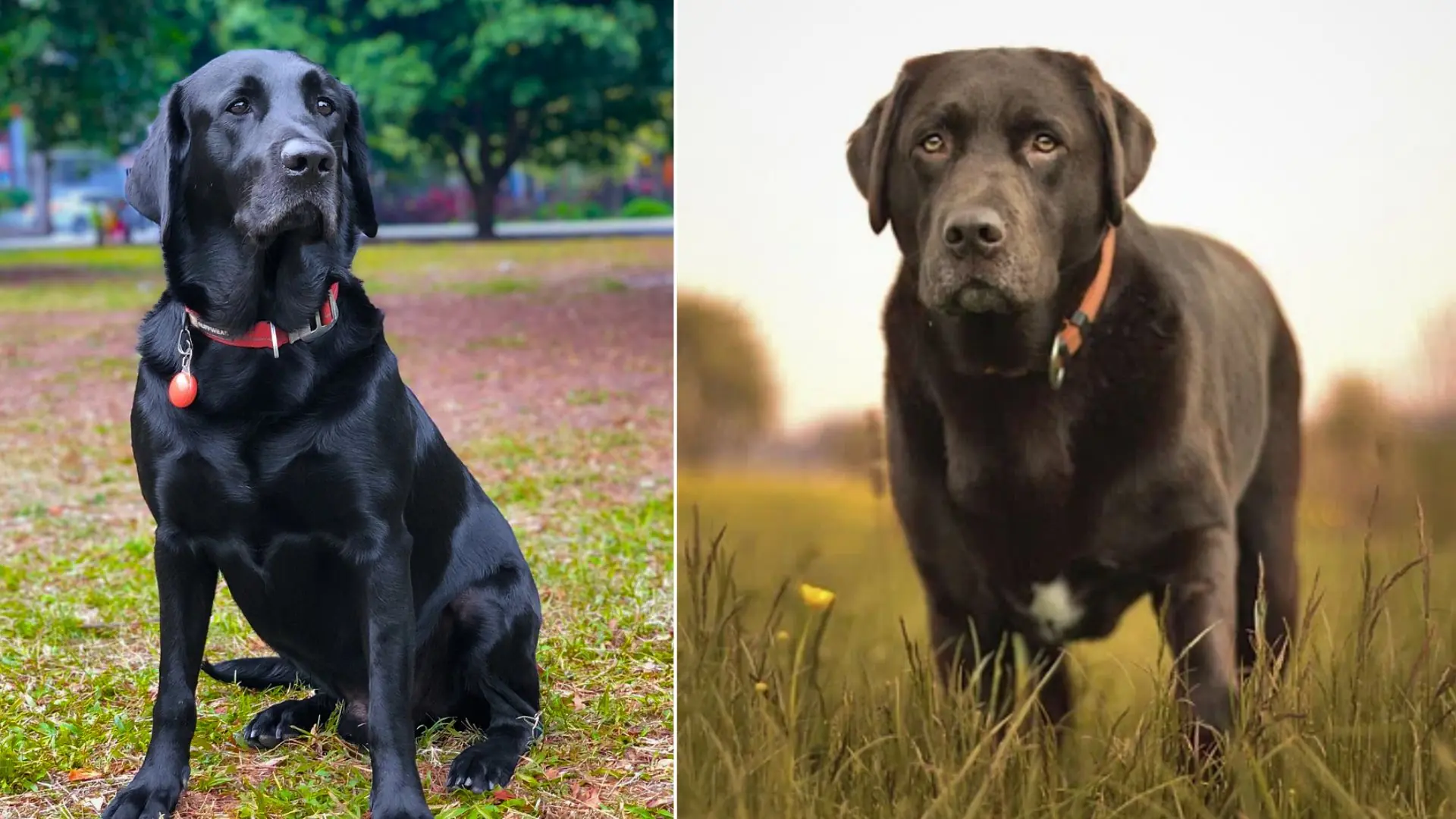 2 Verschiedene Labrador-Typen – Welcher Ist Der Richtige Für Sie? Pet YOLO
